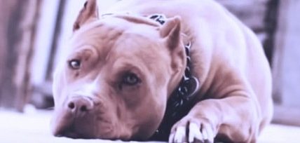 ᐅ PitBull Red Noce -【 Tipos De PitBull 】🥇